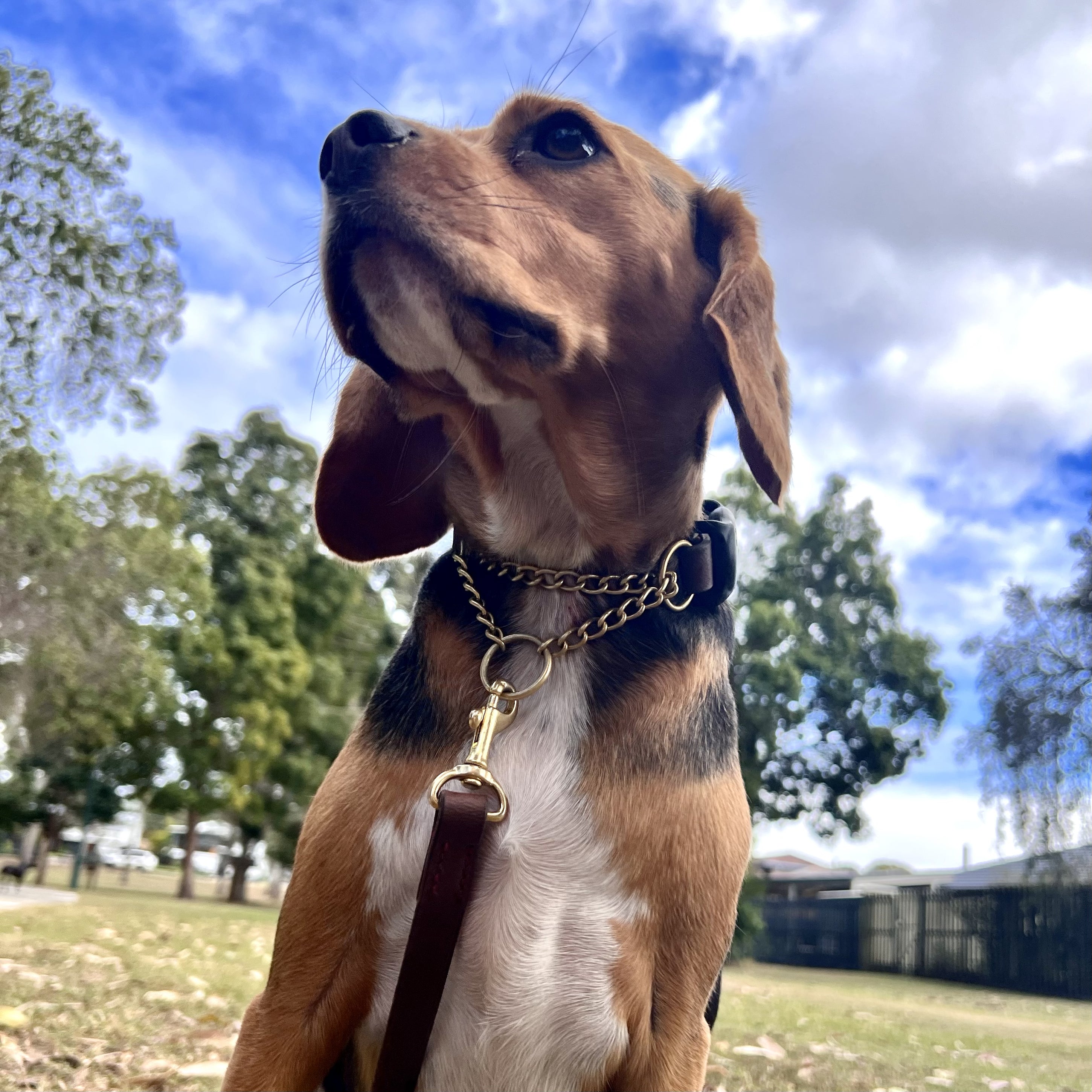 Red Stitch Dog Wear | Dog Collars and Leads – RED STITCH DOG WEAR