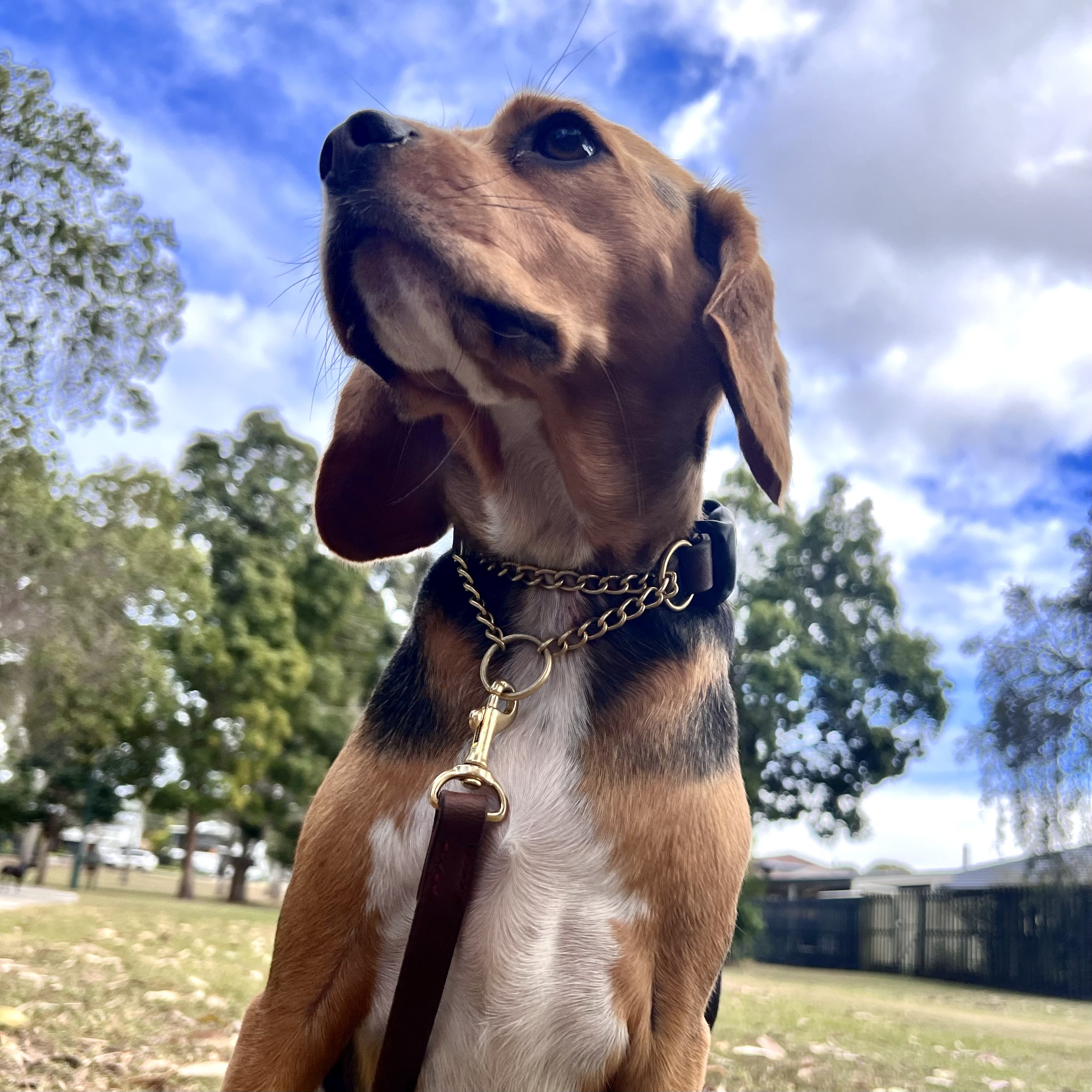 Red Stitch Dog Wear | Dog Collars and Leads – RED STITCH DOG WEAR